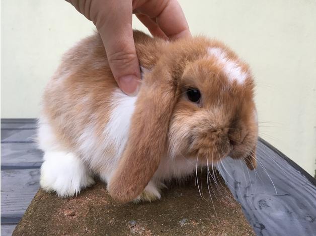 Rabbits for Free Adoption in United Arab Emirates