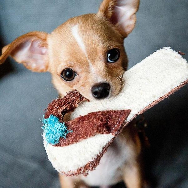 AKC Registered Chihuahua Puppies For Free Rehoming Pets Rehoming 