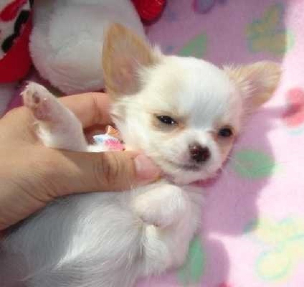 57 Excited Chihuahua Puppies Adoption Image Uk bleumoonproductions